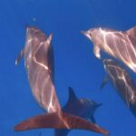 From Waikiki: Turtle Canyon Snorkeling Tour - What Real Travelers Say