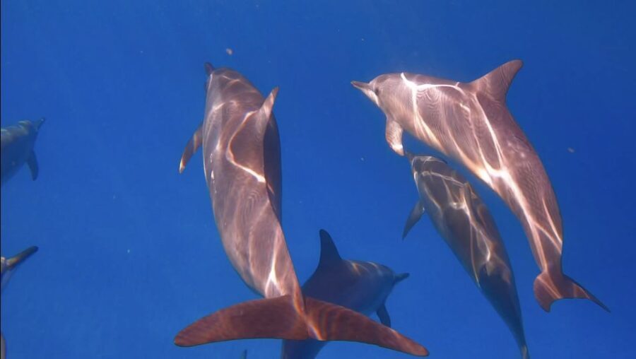 From Waikiki: Turtle Canyon Snorkeling Tour - What Real Travelers Say