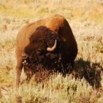 From West Yellowstone: Lamar Valley Wildlife Tour by Van - Who Will Love This Tour?