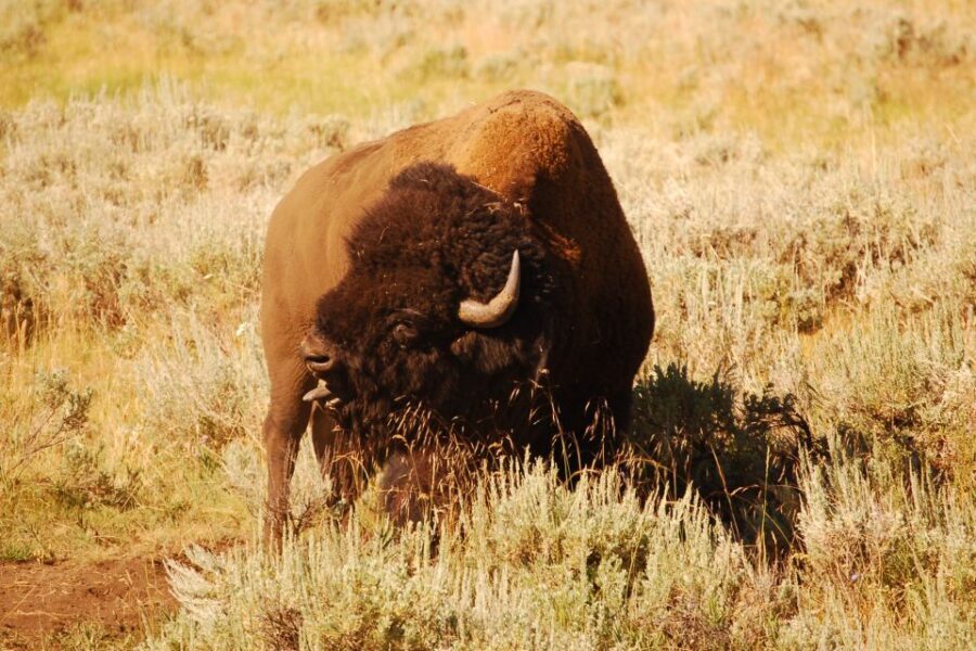 From West Yellowstone: Lamar Valley Wildlife Tour by Van - Who Will Love This Tour?