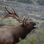 From West Yellowstone: Lower Loop Active Van Tour - How the Day Unfolds