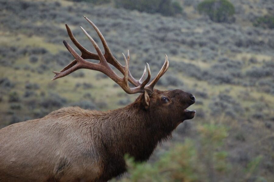 From West Yellowstone: Lower Loop Active Van Tour - How the Day Unfolds