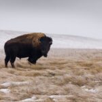 Frozen Frontier: Badlands Winter Expedition - The Practicalities: What’s Included and What’s Not