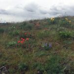 Full-day Columbia Gorge Hiking - What Travelers Are Saying