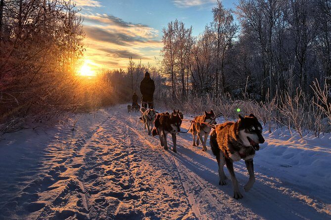Full Day "Drive Your Own Dog Team" Dog Sledding Tour - What’s Included and What’s Not