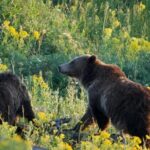 Full-Day Guided Yellowstone Day Tour - Why Guides Make the Difference