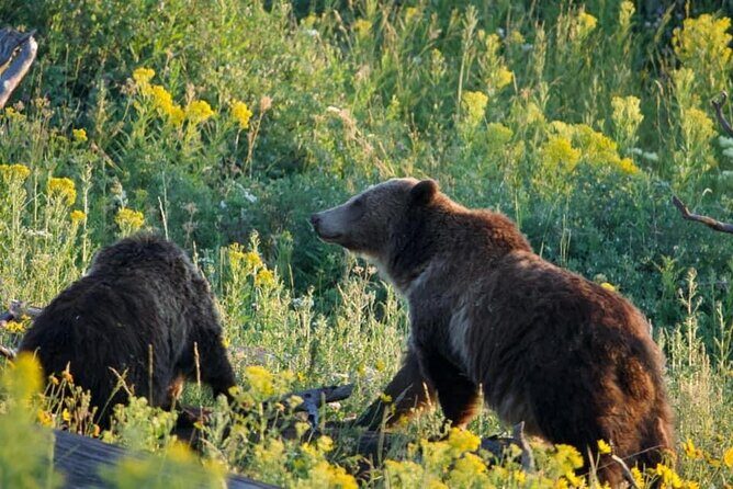 Full-Day Guided Yellowstone Day Tour - Why Guides Make the Difference