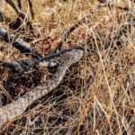Full Day Hike in Joshua Tree National Park - What to Expect: An Inside Look at the Tour Itinerary