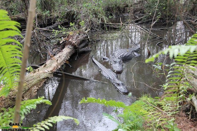 Full-Day Kayak Adventure in the Everglades - The Guides and Their Knowledge