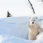 Full Day Lapland Tour, including Lunch and Dinner - Key Points