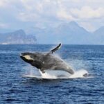 Full day Northwestern Glacier & Wildlife Tour from Seward - The Value and Practical Aspects