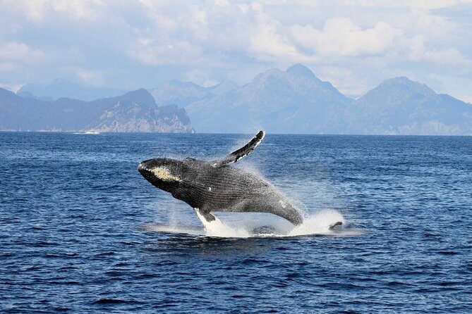Full day Northwestern Glacier & Wildlife Tour from Seward - The Value and Practical Aspects