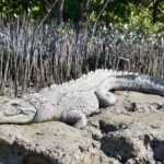 Full-Day Private Everglades and Miami City Tour - An In-Depth Look at the Tour Experience
