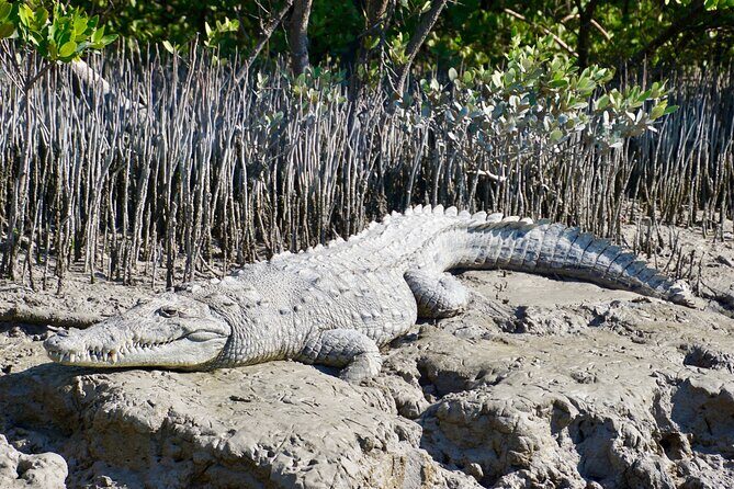 Full-Day Private Everglades and Miami City Tour - An In-Depth Look at the Tour Experience