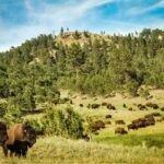 Full-Day Private Sightseeing Tour in South Dakota - The Itinerary Breakdown: What to Expect