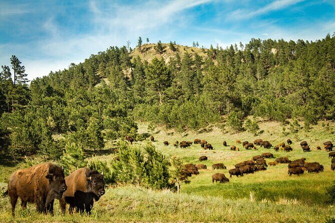 Full-Day Private Sightseeing Tour in South Dakota - The Itinerary Breakdown: What to Expect