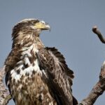 Full-Day Private Tour to Alligator River National Wildlife Refuge - Additional Practical Details: How to Make the Most of Your Day
