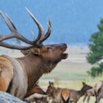 Full-Day RMNP Over the Top Tour - RMNPhotographer - What Makes This Tour Stand Out?