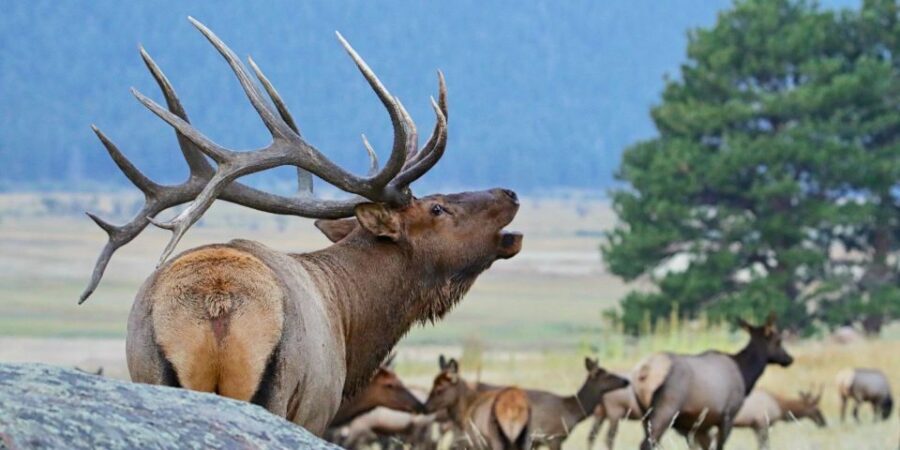 Full-Day RMNP Over the Top Tour - RMNPhotographer - What Makes This Tour Stand Out?