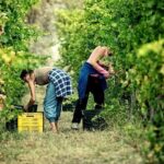 Full Day Small Group Pompeii Tour from Sorrento with Local Wine Tasting - From Ruins to Vines: The Scenic Vineyard Tour