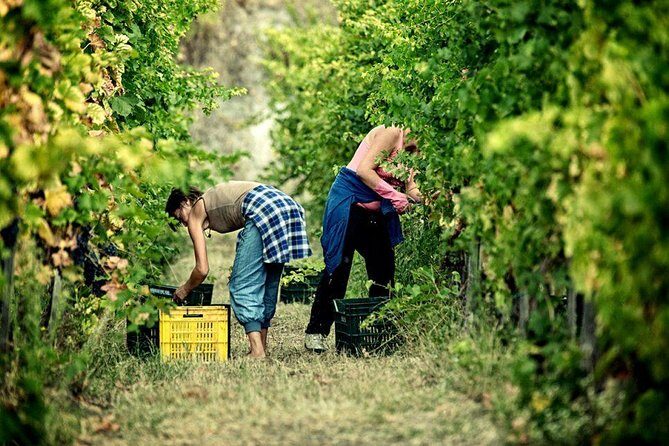 Full Day Small Group Pompeii Tour from Sorrento with Local Wine Tasting - From Ruins to Vines: The Scenic Vineyard Tour