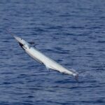 Full Day Sportsman/Enthusiast Charter - The Itinerary Breakdown