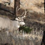 Full Day Tour in Rocky Mountain National Park Lunch Included - A Closer Look at the Itinerary