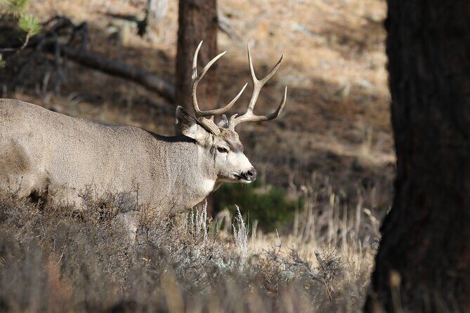 Full Day Tour in Rocky Mountain National Park Lunch Included - A Closer Look at the Itinerary