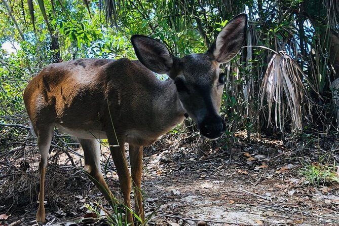 Full-Day Tour of Florida Keys Including Aquarium Encounters from Key West - Summary: Who Is This Tour Best For?
