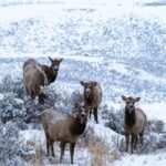 Full Day Wildlife Photography Tour In Yellowstone National Park - What Makes This Yellowstone Tour Special?