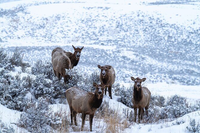 Full Day Wildlife Photography Tour In Yellowstone National Park - What Makes This Yellowstone Tour Special?