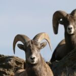 Full Day Wildlife Tour in Yellowstone Lamar Valley to Canyon - The Value of the Tour: Is It Worth It?