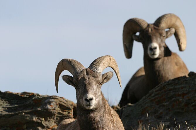 Full Day Wildlife Tour in Yellowstone Lamar Valley to Canyon - The Value of the Tour: Is It Worth It?