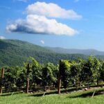 Full-Day Wine Country Wine Tastings From Atlanta - The Itinerary: What to Expect at Each Stop