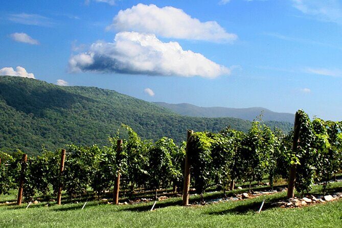 Full-Day Wine Country Wine Tastings From Atlanta - The Itinerary: What to Expect at Each Stop