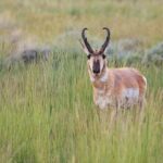 Full Day Yellowstone Nat'l Park Tour From West Yellowstone - The Experience: What Youll Gain