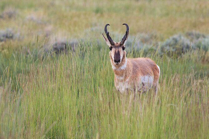Full Day Yellowstone Nat'l Park Tour From West Yellowstone - The Experience: What Youll Gain
