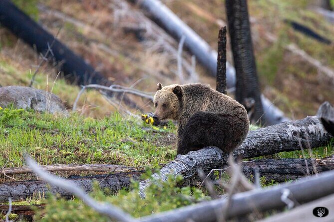 Full day Yellowstone The Volcano Lower Loop West Yellowstone - What Makes This Tour Stand Out?