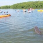 Fully Guided Kayaking Backwater Manatee and Dolphin Tour - What Makes This Tour Stand Out?