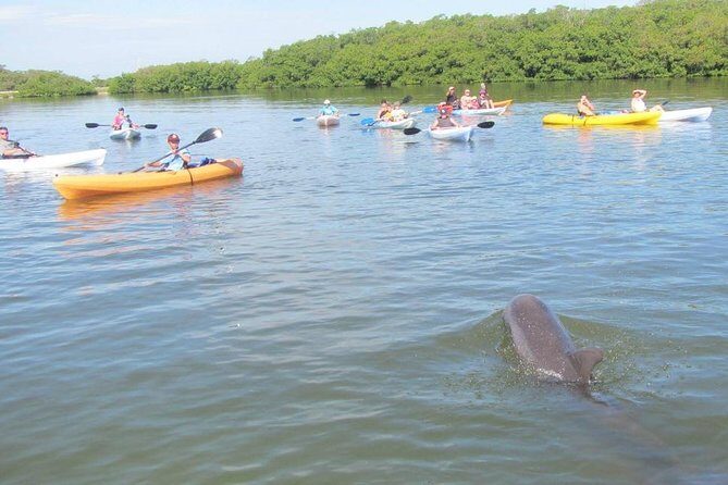 Fully Guided Kayaking Backwater Manatee and Dolphin Tour - What Makes This Tour Stand Out?