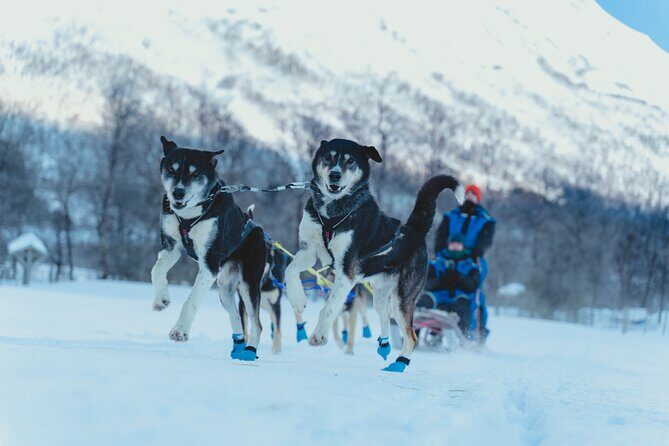 Fun & Easy Dog Sledding Adventure - Early Bird Tour - Who Should Consider This Tour?