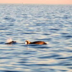 Funtana,Vrsar: Dolphin safari, drinks included - Dolphin Spotting - The Moment to Remember