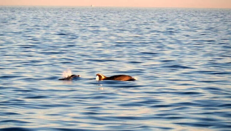 Funtana,Vrsar: Dolphin safari, drinks included - Dolphin Spotting - The Moment to Remember