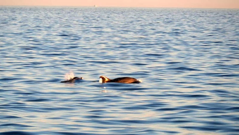 Funtana,Vrsar: Dolphin safari, drinks included - Dolphin Spotting - The Moment to Remember
