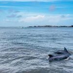 Galveston: Dolphin-Watching Cruise - Who Should Take This Tour?