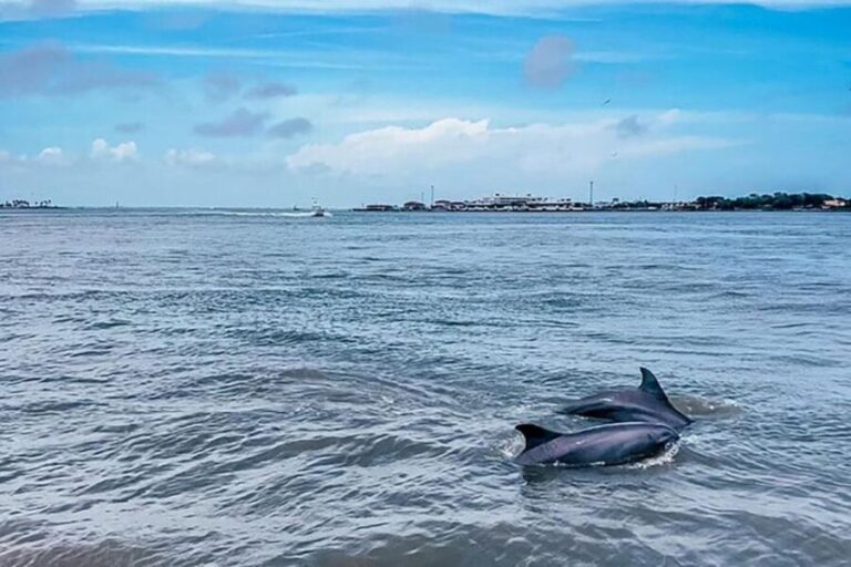 Galveston: Dolphin-Watching Cruise - Who Should Take This Tour?