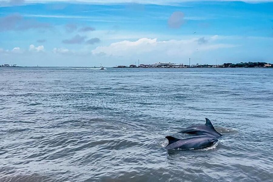 Galveston: Dolphin-Watching Cruise - Who Should Take This Tour?