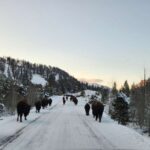 Gardiner: Yellowstone National Park Wildlife Guided Tour - Exploring the Itinerary and What You Can Expect