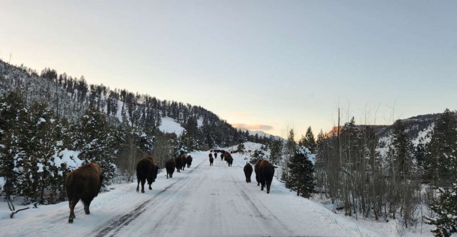 Gardiner: Yellowstone National Park Wildlife Guided Tour - Exploring the Itinerary and What You Can Expect