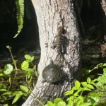 Gator Viewing Clear Kayak Springs Tour - Why this Tour Is Worth the Price